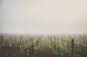 Méthode Champenoise – discover what is so special about champagne ...